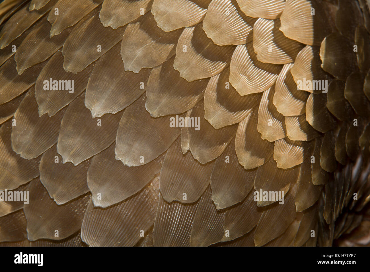 Tree Pangolin (Manis tricuspis) skin, native to Africa Stock Photo - Alamy
