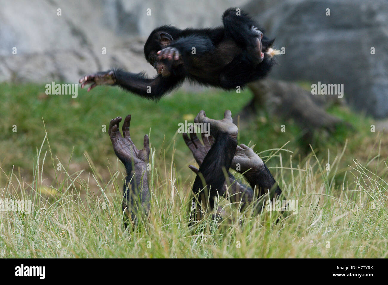 Bonobo (Pan paniscus) female playing with youngster by throwing him up ...