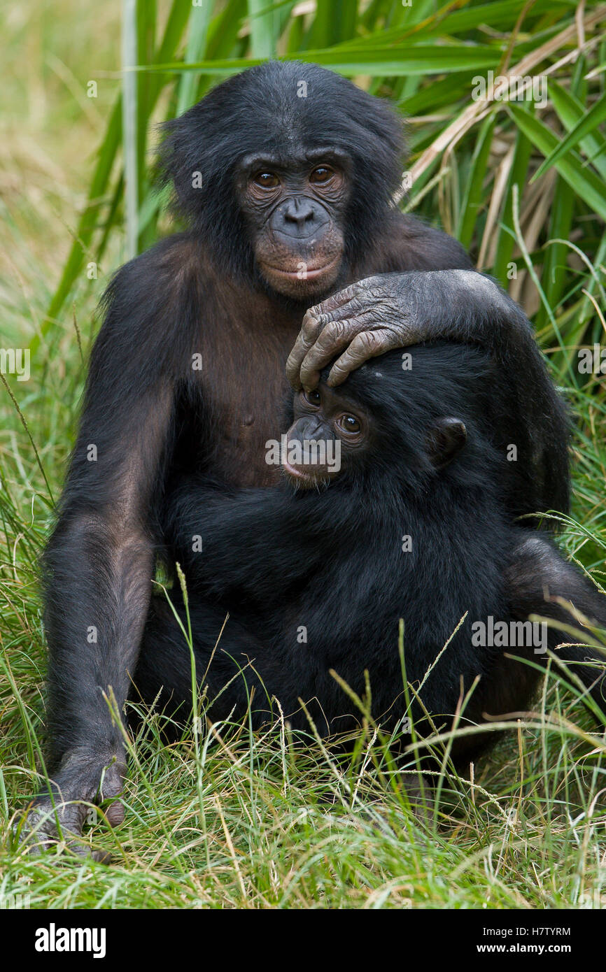 Bonobo (Pan paniscus) sub-adult and baby, native to Africa Stock Photo ...
