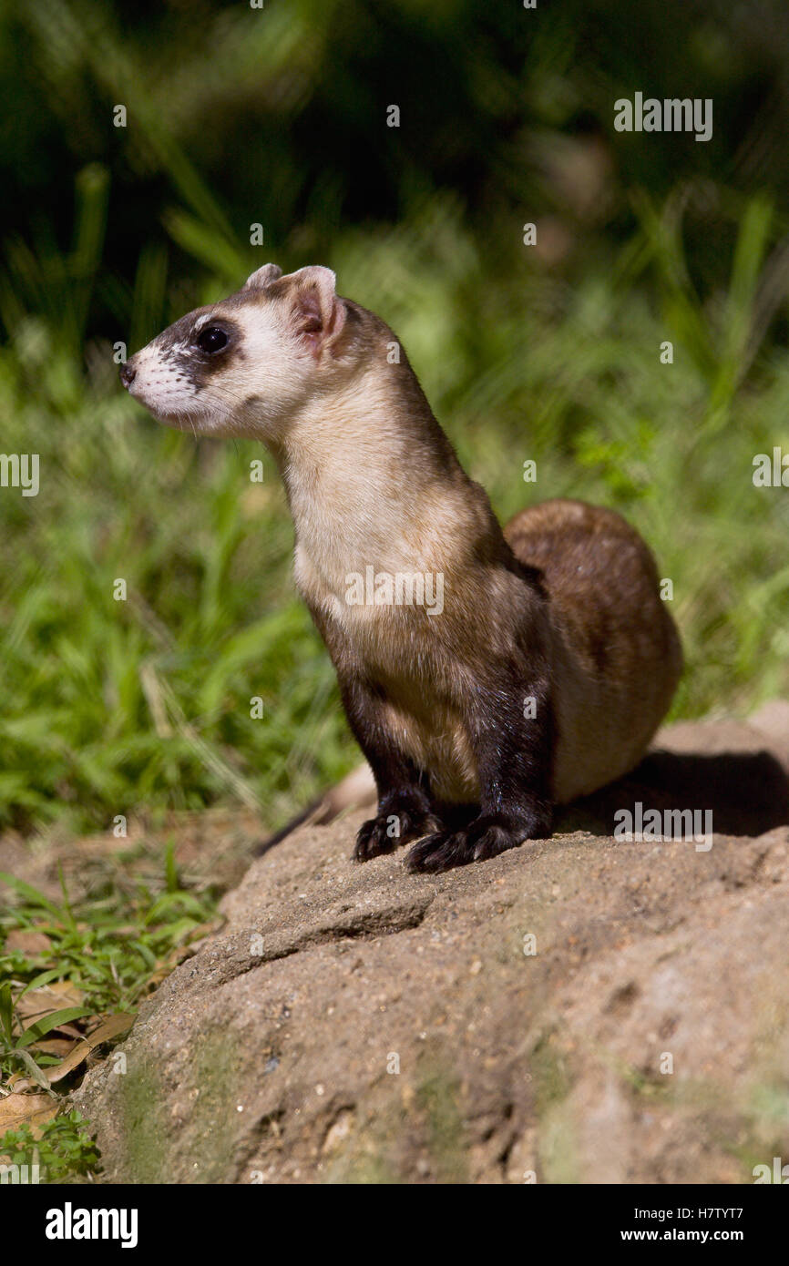 Black-footed Ferret (Mustela nigripes), native to North America Stock ...
