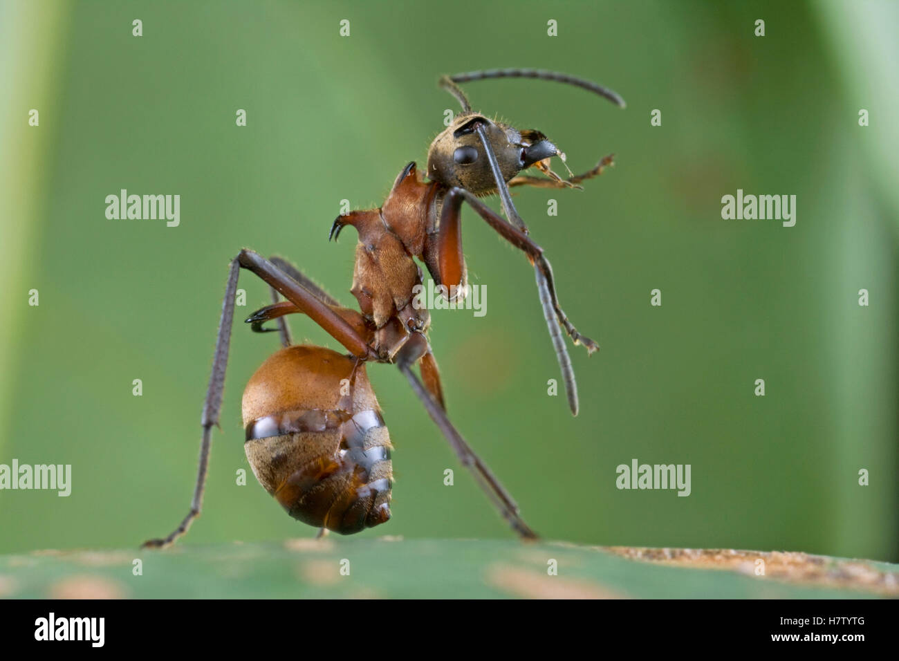 Spiny Ant (Polyrhachis sp) cleaning antennae, Virachey National Park ...