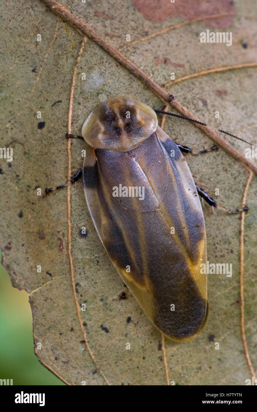 Giant Cockroach (Achroblatta luteola), a possible mimic of toxic ...