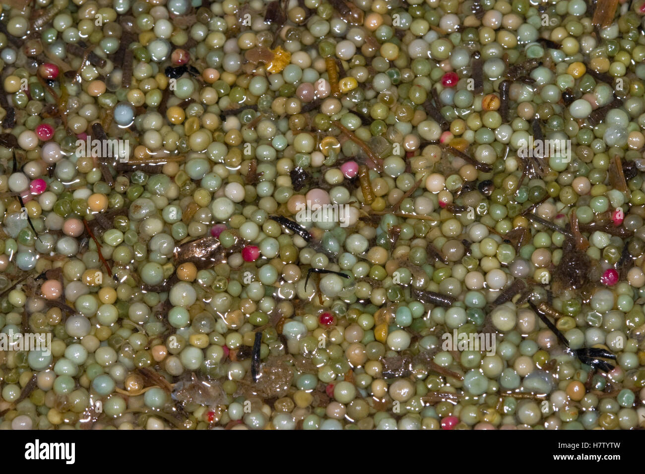 Horseshoe Crab (Limulus polyphemus) eggs, Slaughter Beach, Delaware ...