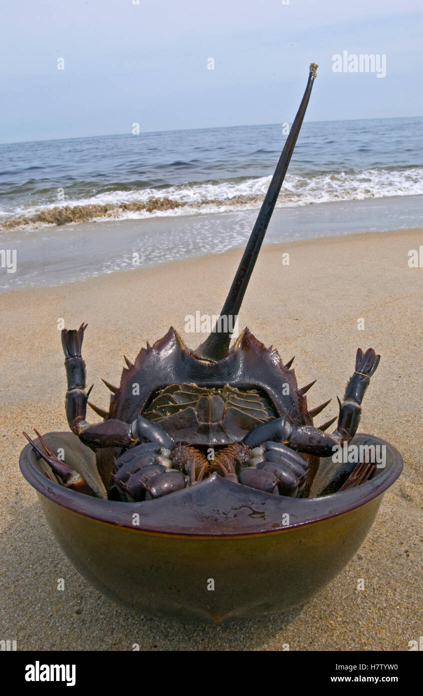 Horseshoe Crab (Limulus polyphemus) stranded on beach following a night ...