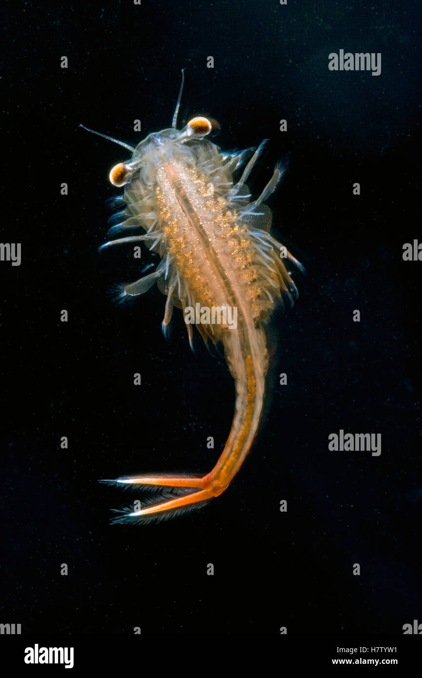 Eastern Fairy Shrimp (Eubranchipus vernalis) male, Easterbrook Forest ...