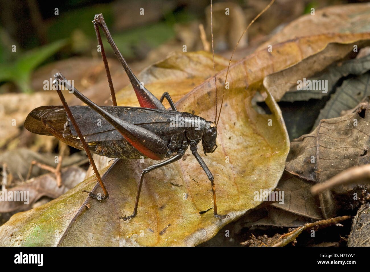 Katydid (Afromecopoda frontalis) amid leaf litter, Atewa Range Forest ...