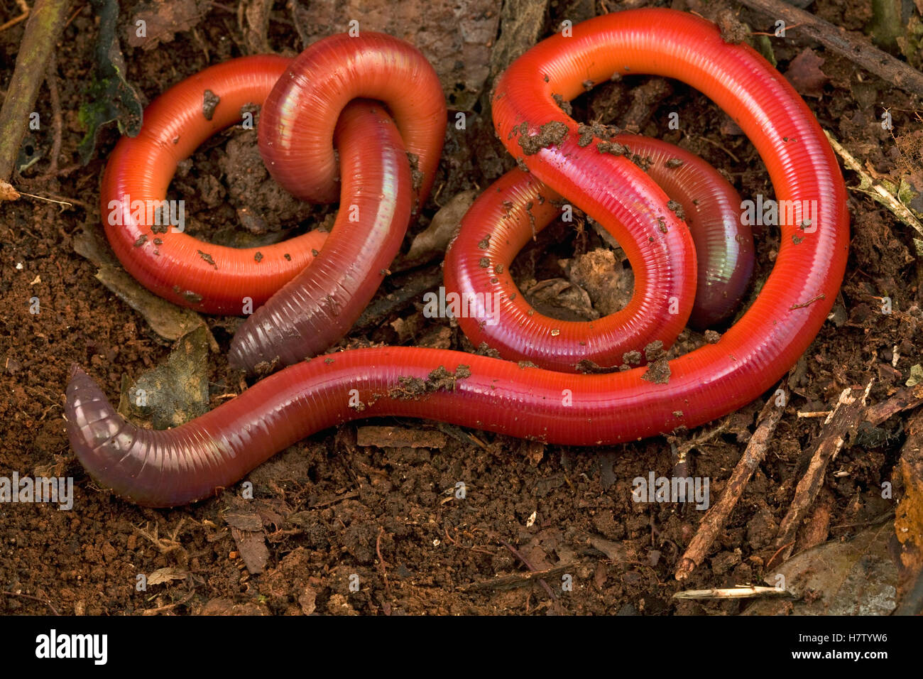 Earthworm pair hi-res stock photography and images - Alamy