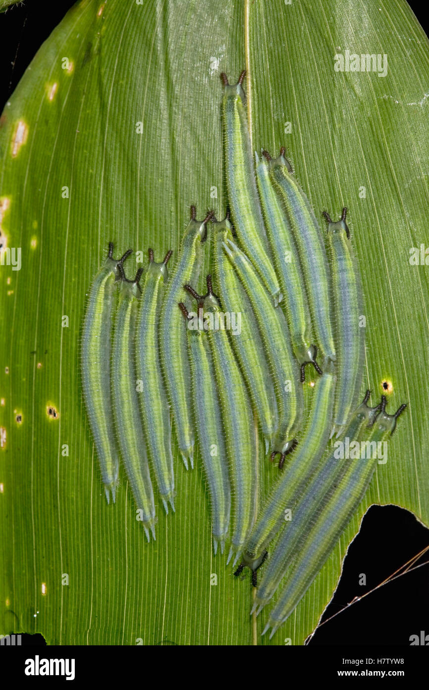 Nymphalid Butterfly (Nymphalidae) caterpillars, Atewa Range Forest ...