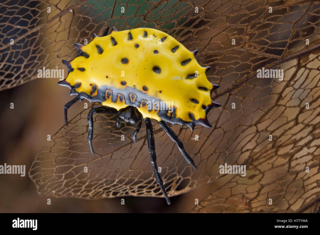 Orb-weaver Spider (Aranoethra cambridgei), Atewa Range, Ghana Stock ...