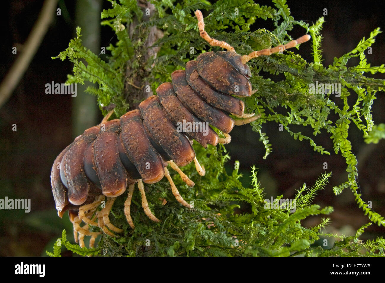 Millipede, Atewa Range Forest Reserve, Ghana Stock Photo - Alamy