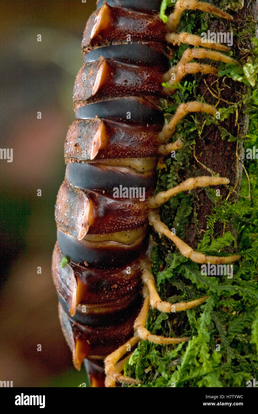 Millipede climbing, Atewa Range Forest Reserve, Ghana Stock Photo - Alamy