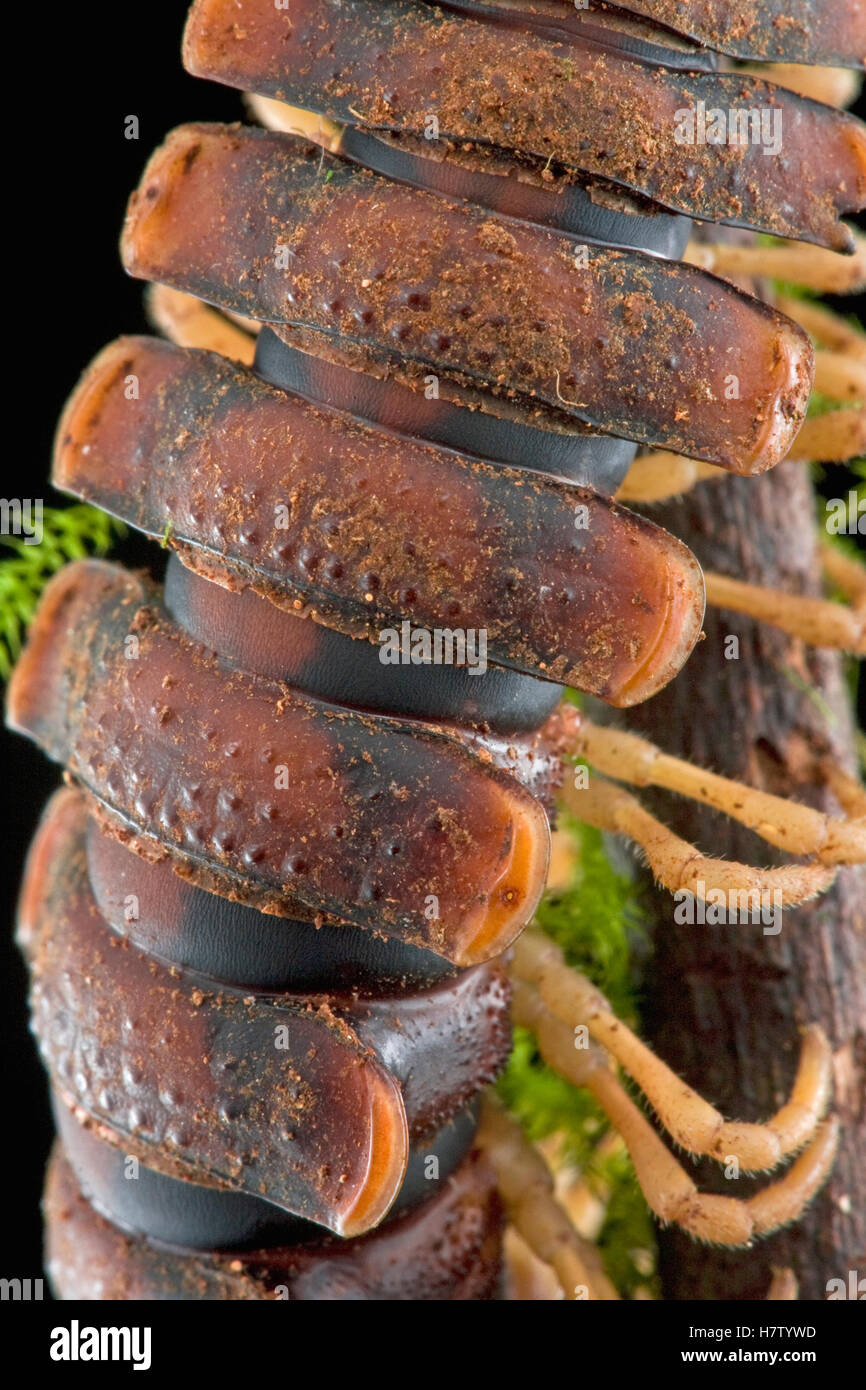 Millipede body and legs, Atewa Range Forest Reserve, Ghana Stock Photo ...