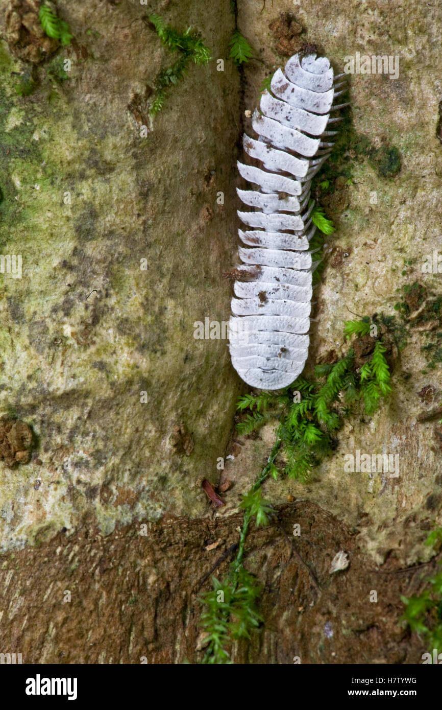 Millipede, Atewa Range Forest Reserve, Ghana Stock Photo - Alamy