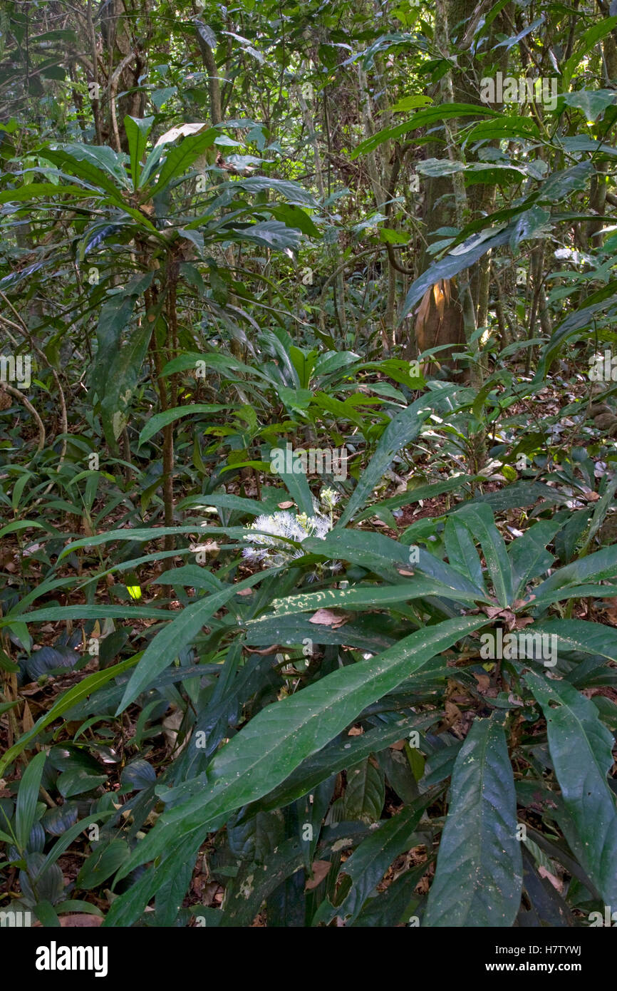 Rainforest interior with dense vegetation, Atewa Range Forest Reserve ...