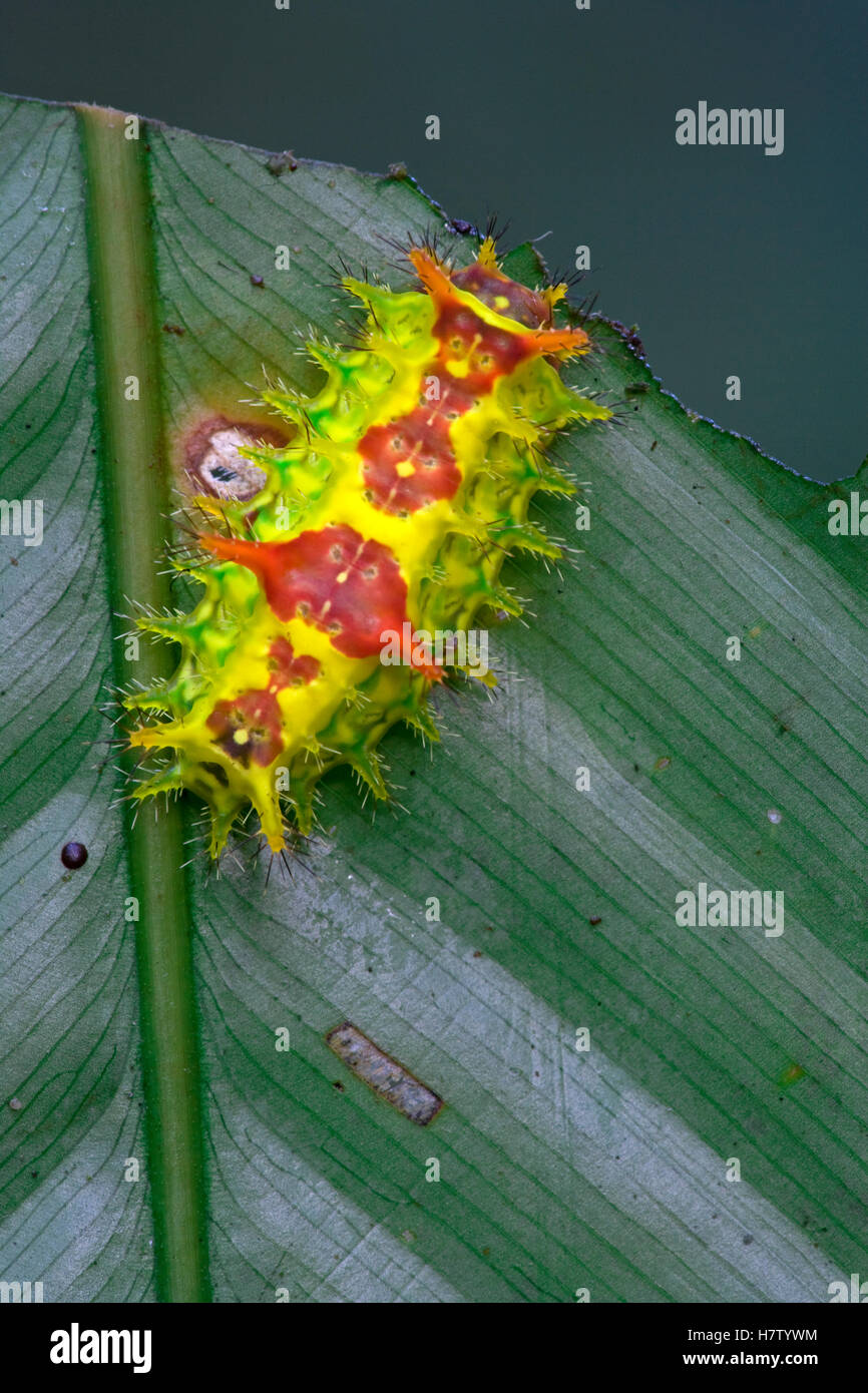Cup Moth (Limacodidae) aposematically colored caterpillar, Ghana Stock ...