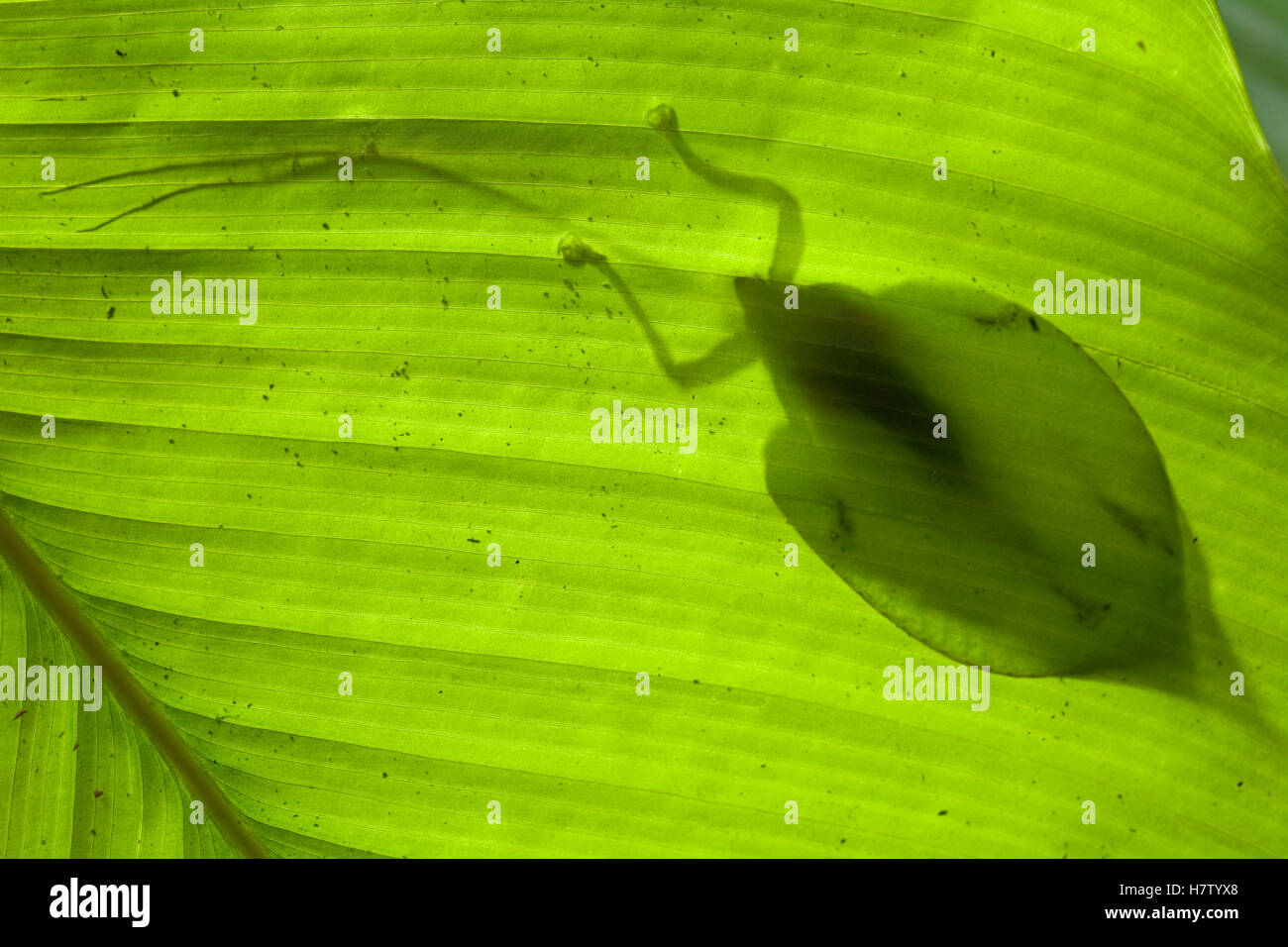 Katydid (Mustius afzelii) silhouetted on leaf, Mamang River Forest ...