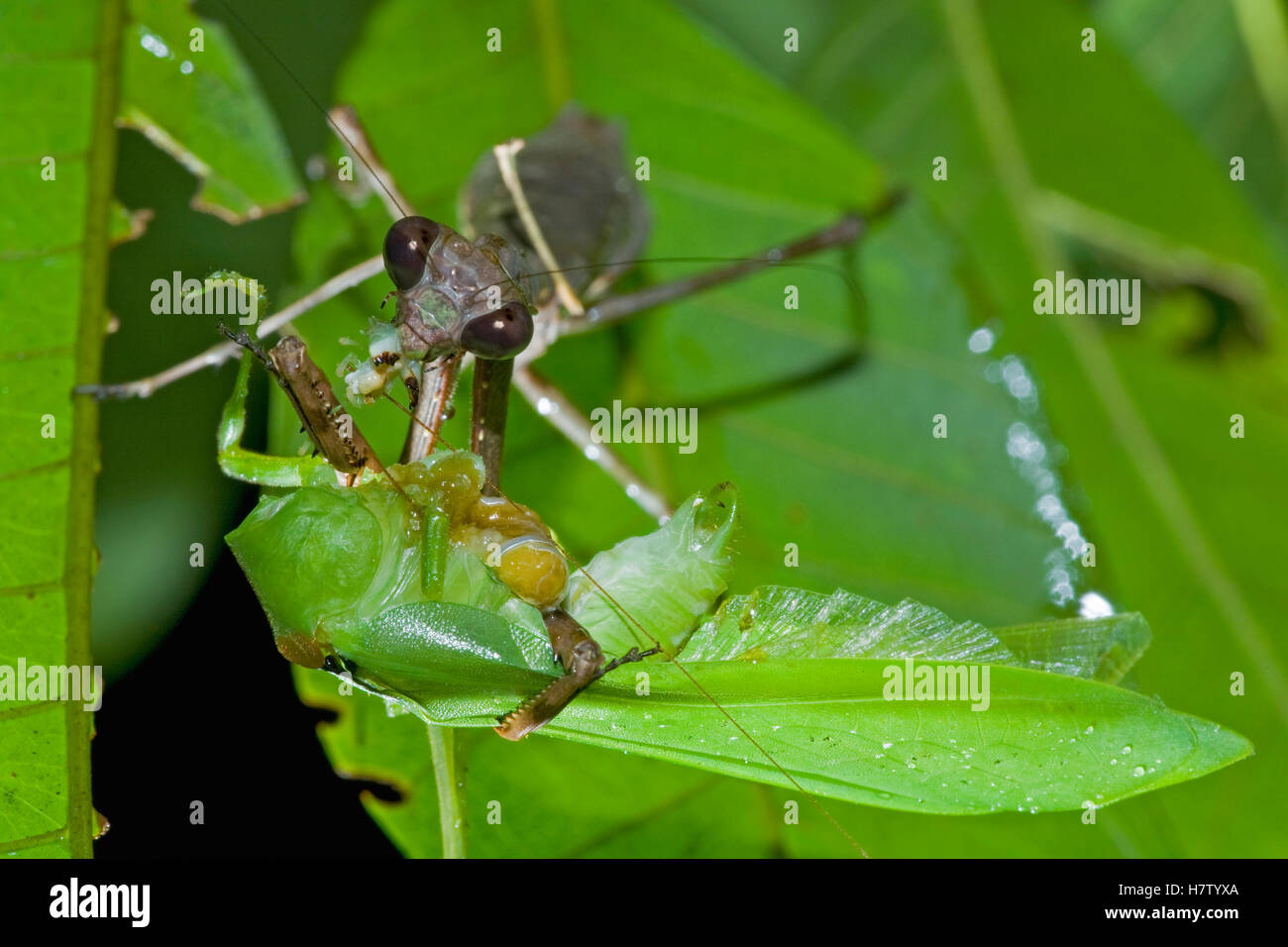 Katydid (Tettigoniidae) eaten by another insect, Mamang River Forest ...