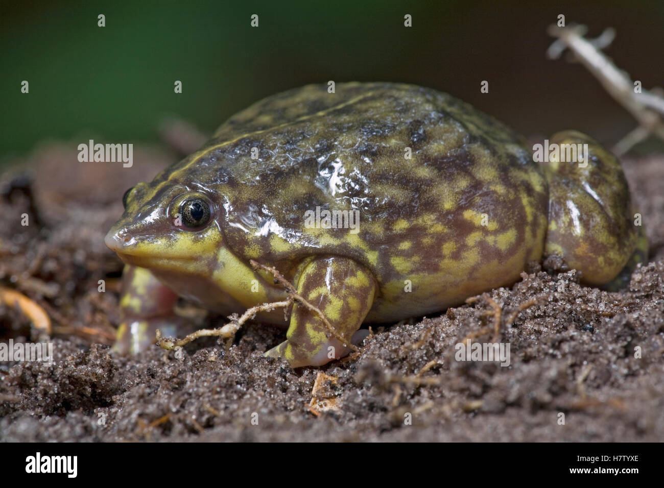 Mottled Shovel-nosed Frog (Hemisus marmoratus) has narrow pointed head ...