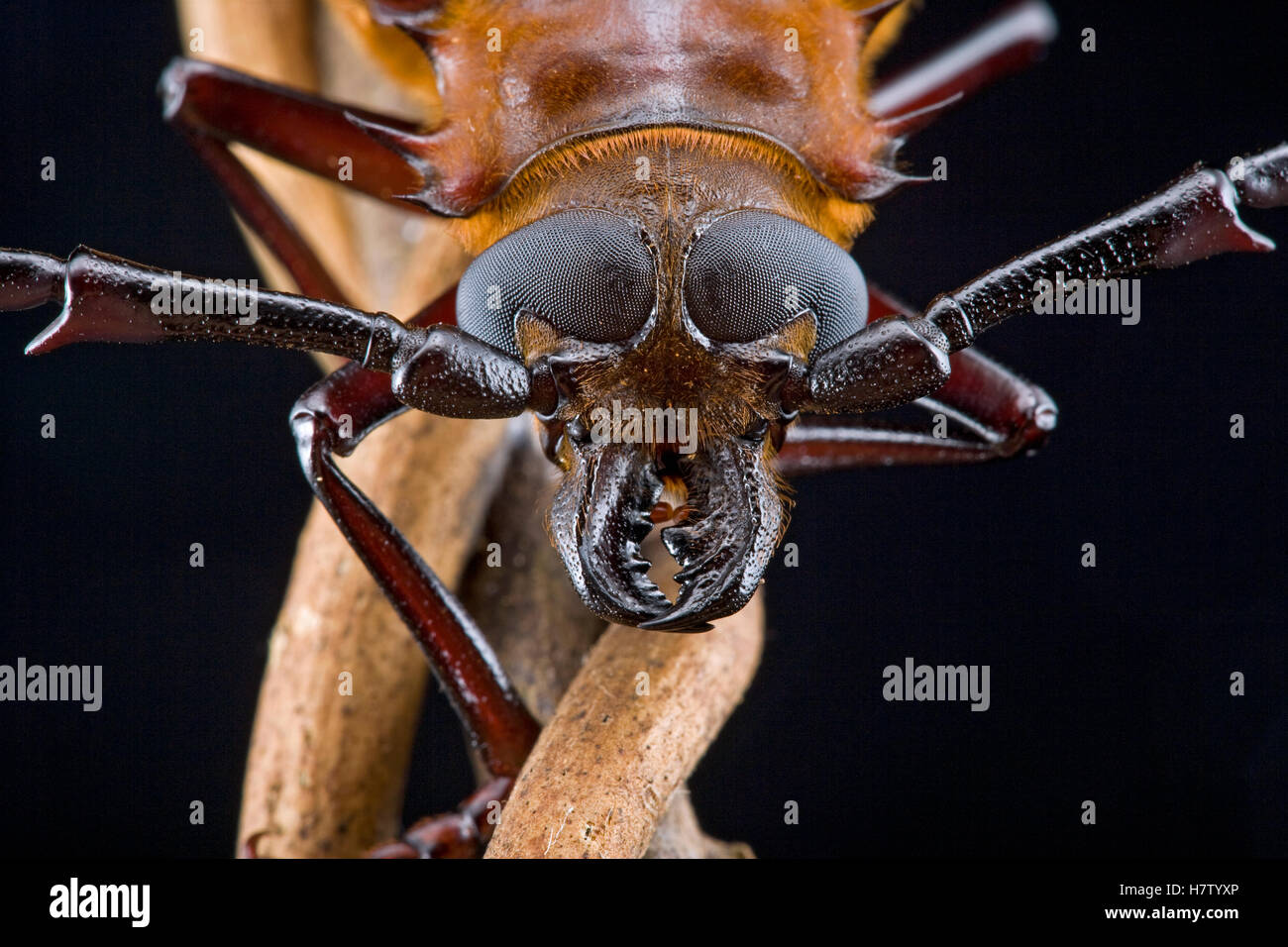 Longhorn Beetle (Cerambycidae) face showing composite eyes, Ajenjua ...