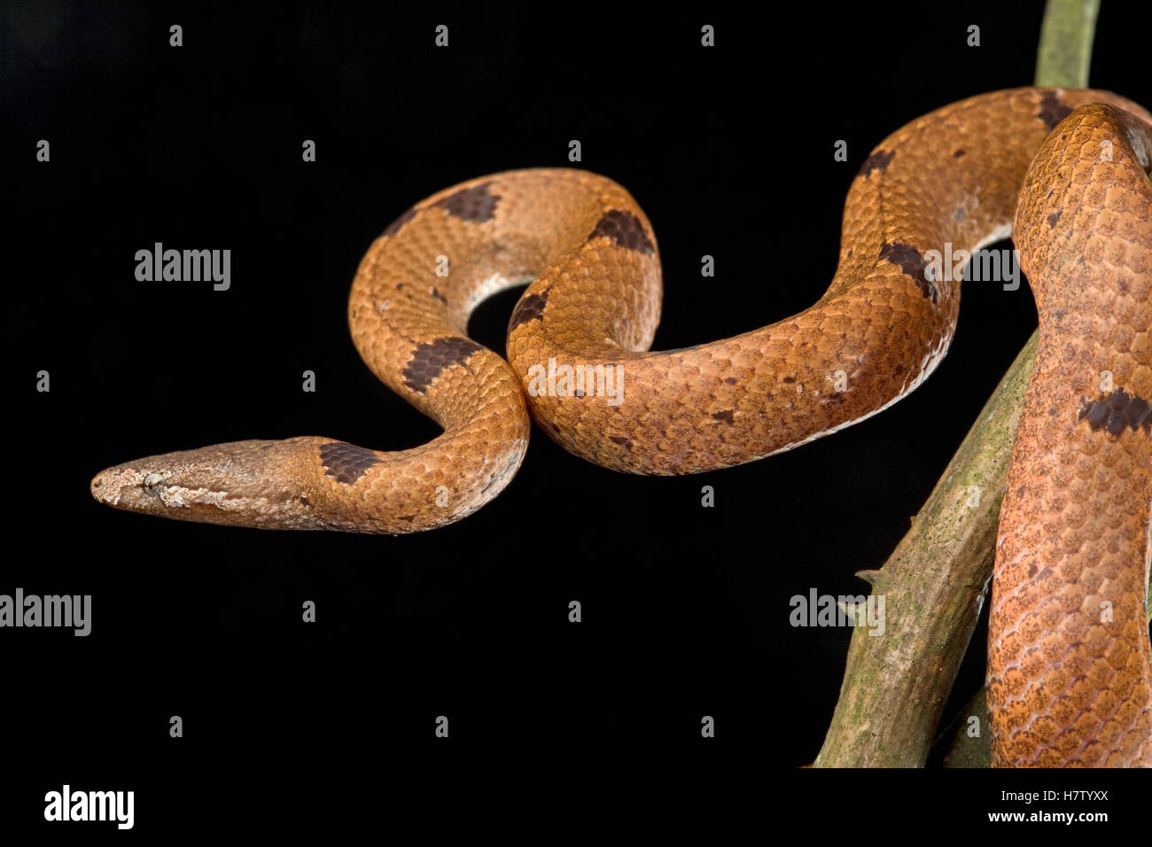 African Wolf Snake (Lycophidion nigromaculatum), Ajenjua Bepo Forest ...