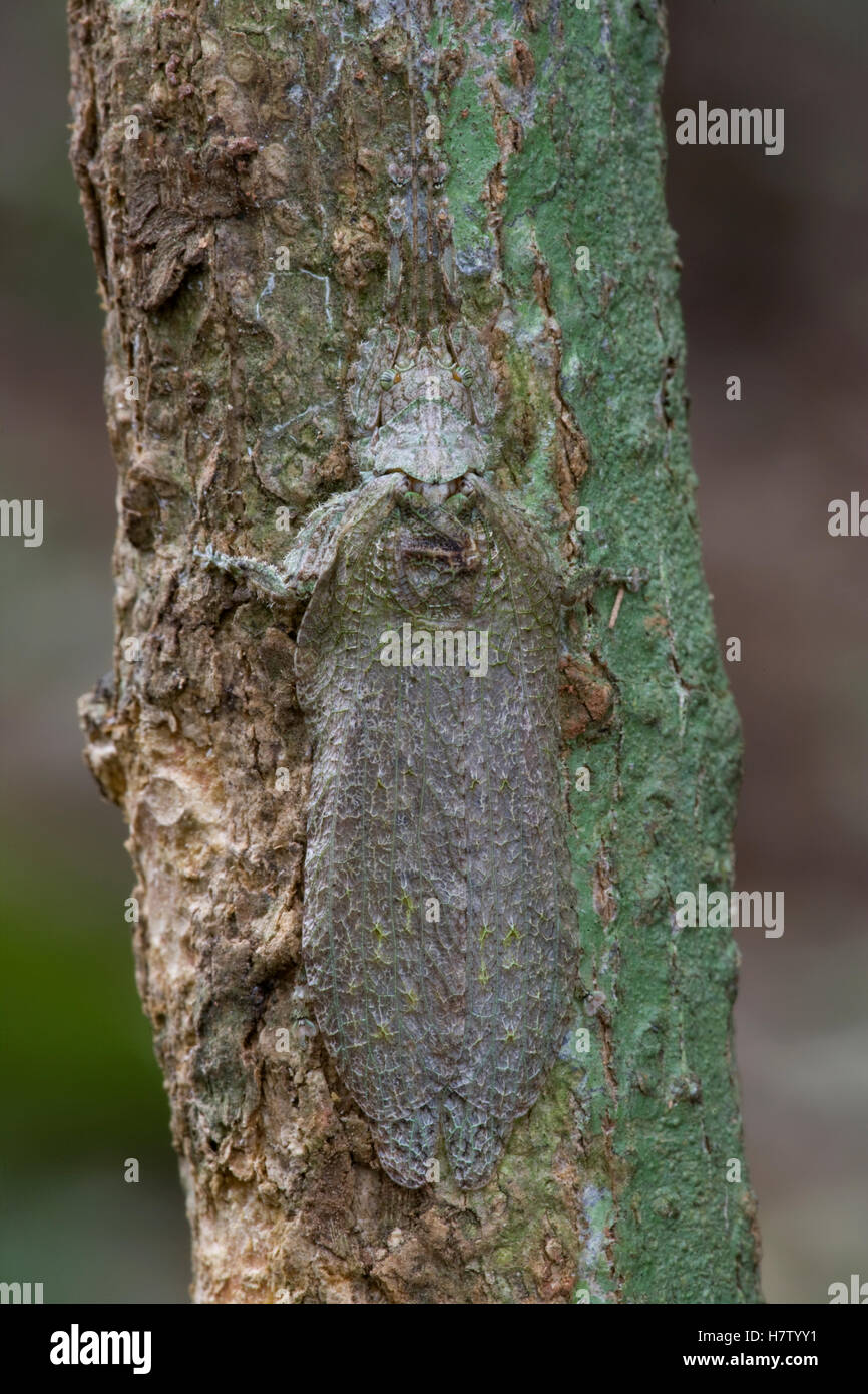 Lichen-mimicking Sylvan Katydid (Cymatomera chopardi) camouflaged on ...