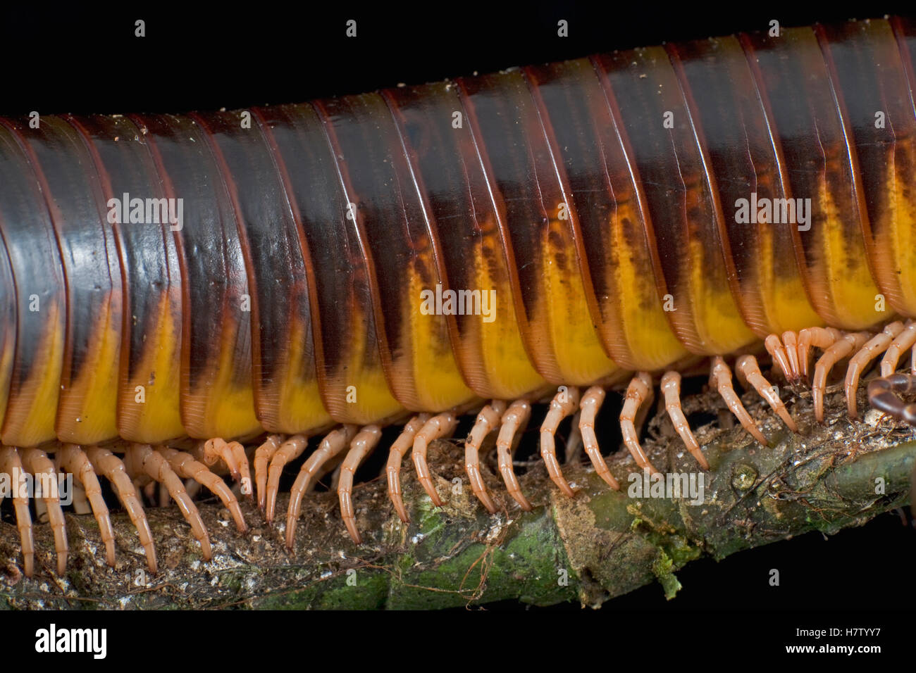 Millipede close up showing body segments and legs, Mamang River Forest ...