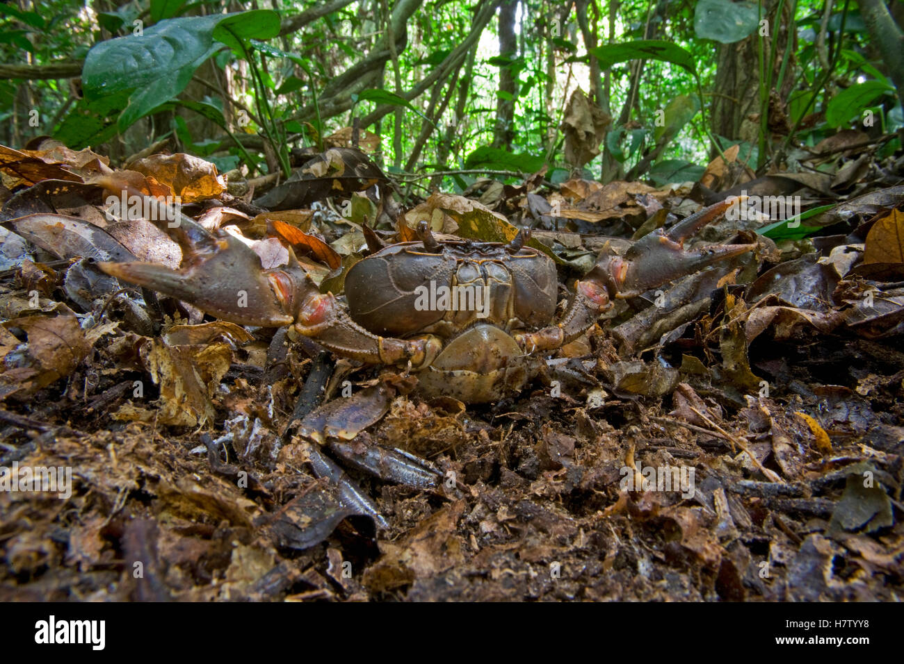 Crab (Liberonautes sp) in defensive posture camouflaged on forest floor ...