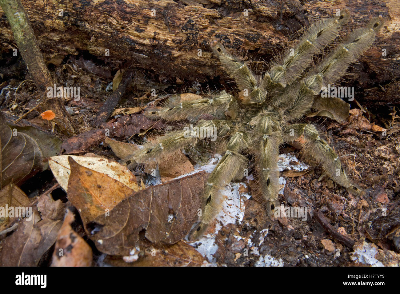 Tarantula (Theraphosidae) amid leaf litter, Mamang River Forest Reserve ...
