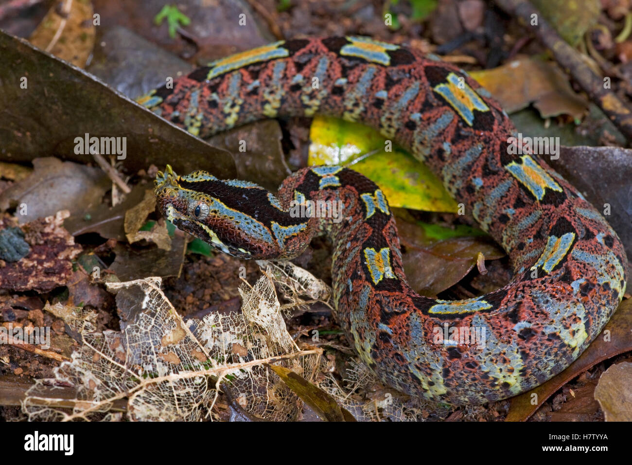 Rhinoceros Adder (Bitis nasicornis) in leaf litter, Atewa Range, Ghana ...
