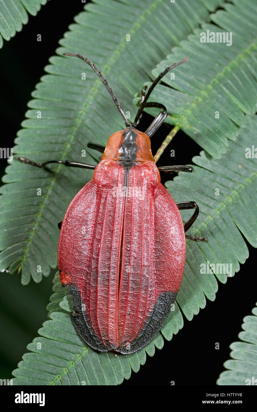 Net-winged Beetle (Lycidae), Atewa Range, Ghana Stock Photo - Alamy