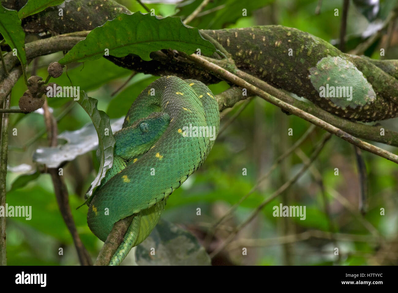 Green Bush Viper (Atheris chlorechis), Atewa Range, Ghana Stock Photo ...