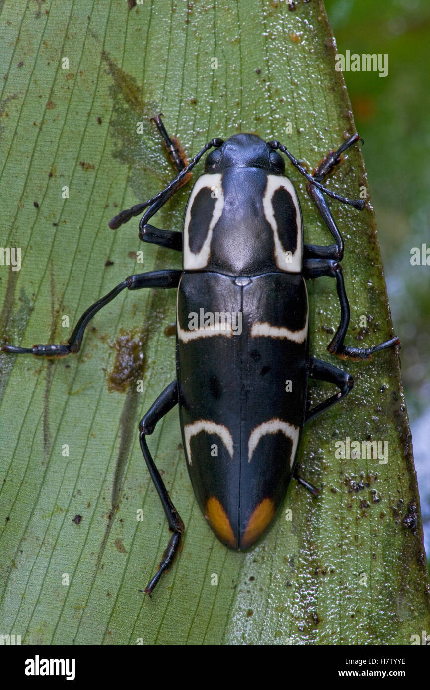 Fungus Beetle (Erotylidae), Atewa Range, Ghana Stock Photo - Alamy