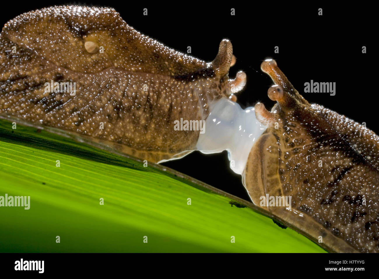 Two slugs exchanging fluids, Atewa Range, Ghana Stock Photo - Alamy