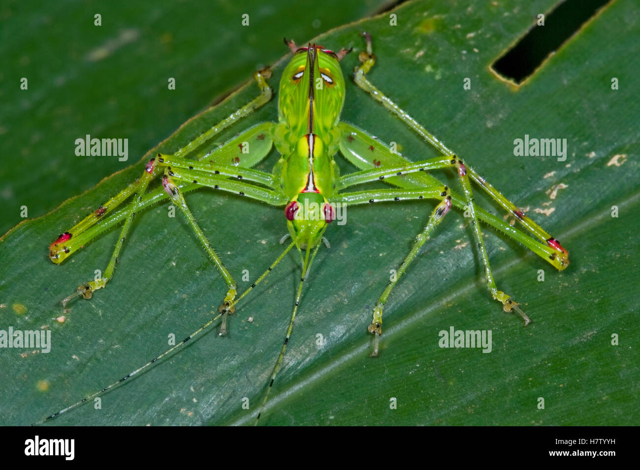 Katydid (Tettigoniidae), Atewa Range, Ghana Stock Photo - Alamy