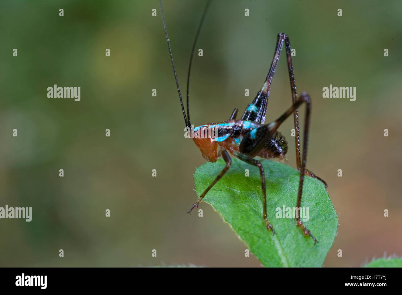 Katydid (Tettigoniidae), Atewa Range, Ghana Stock Photo - Alamy