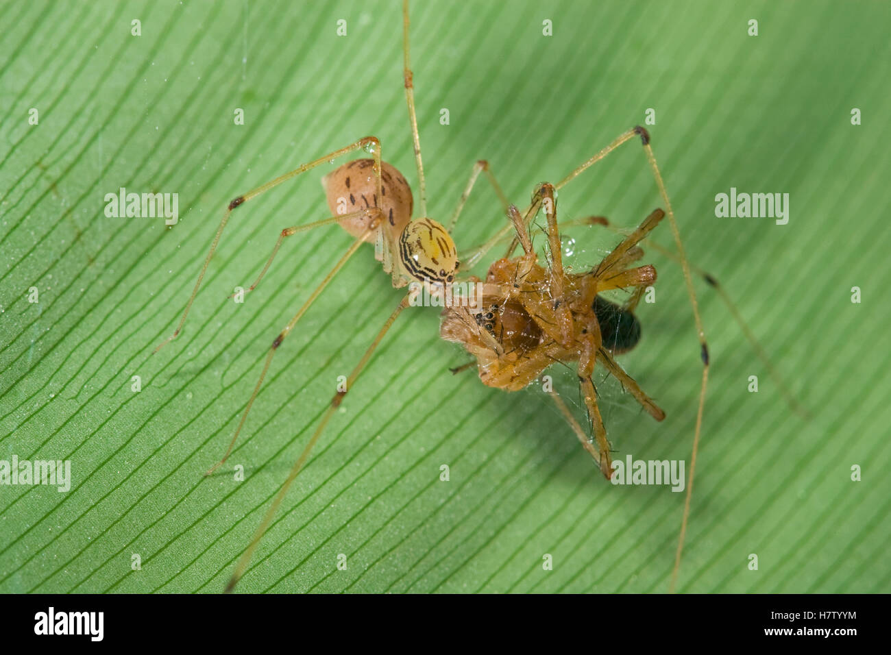 Spitting Spider (Scytodidae) predating on spider, Atewa Range, Ghana ...