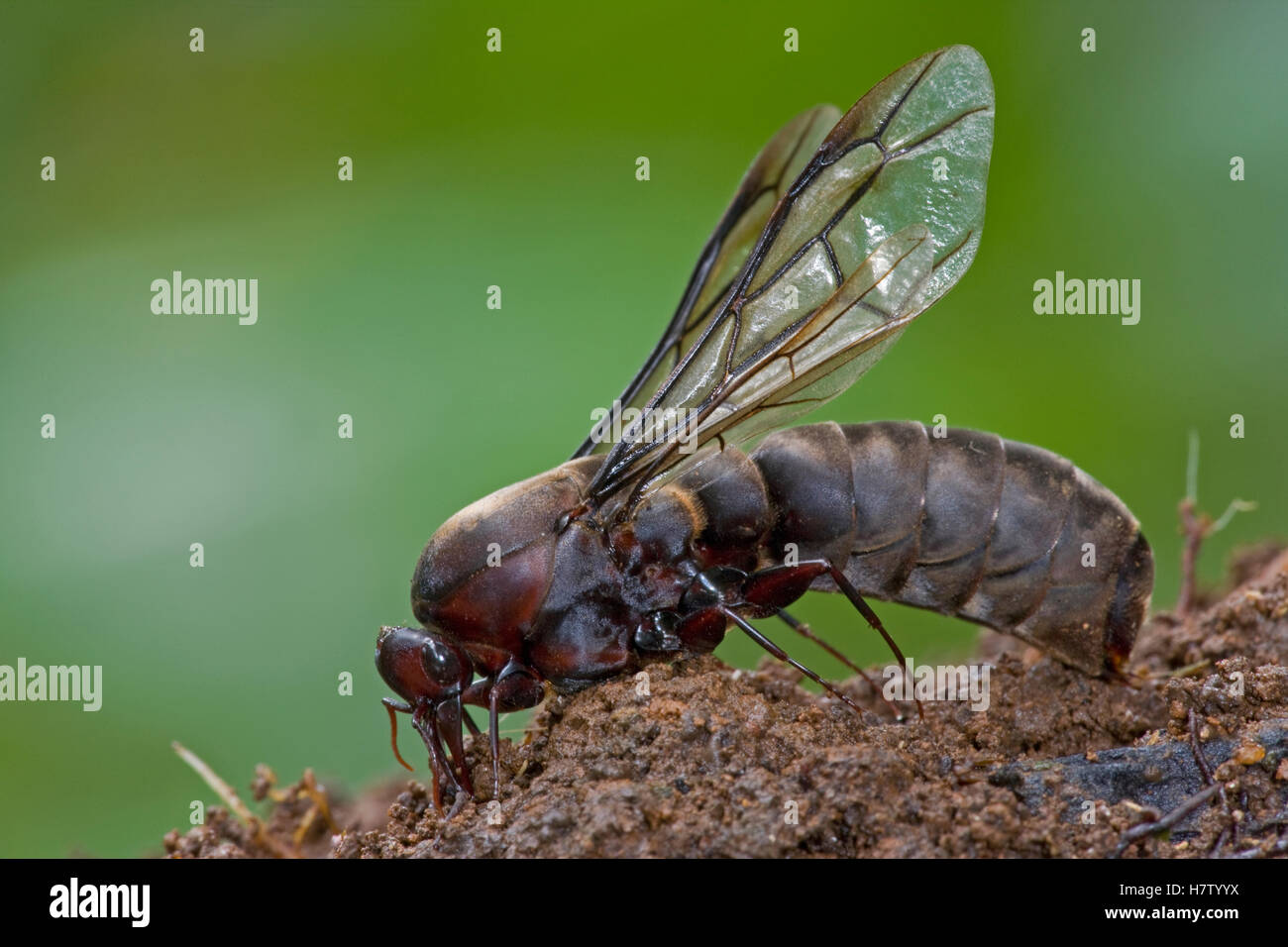 Safari Ant (Dorylus sp) reproductive male with wings, Atewa Range ...