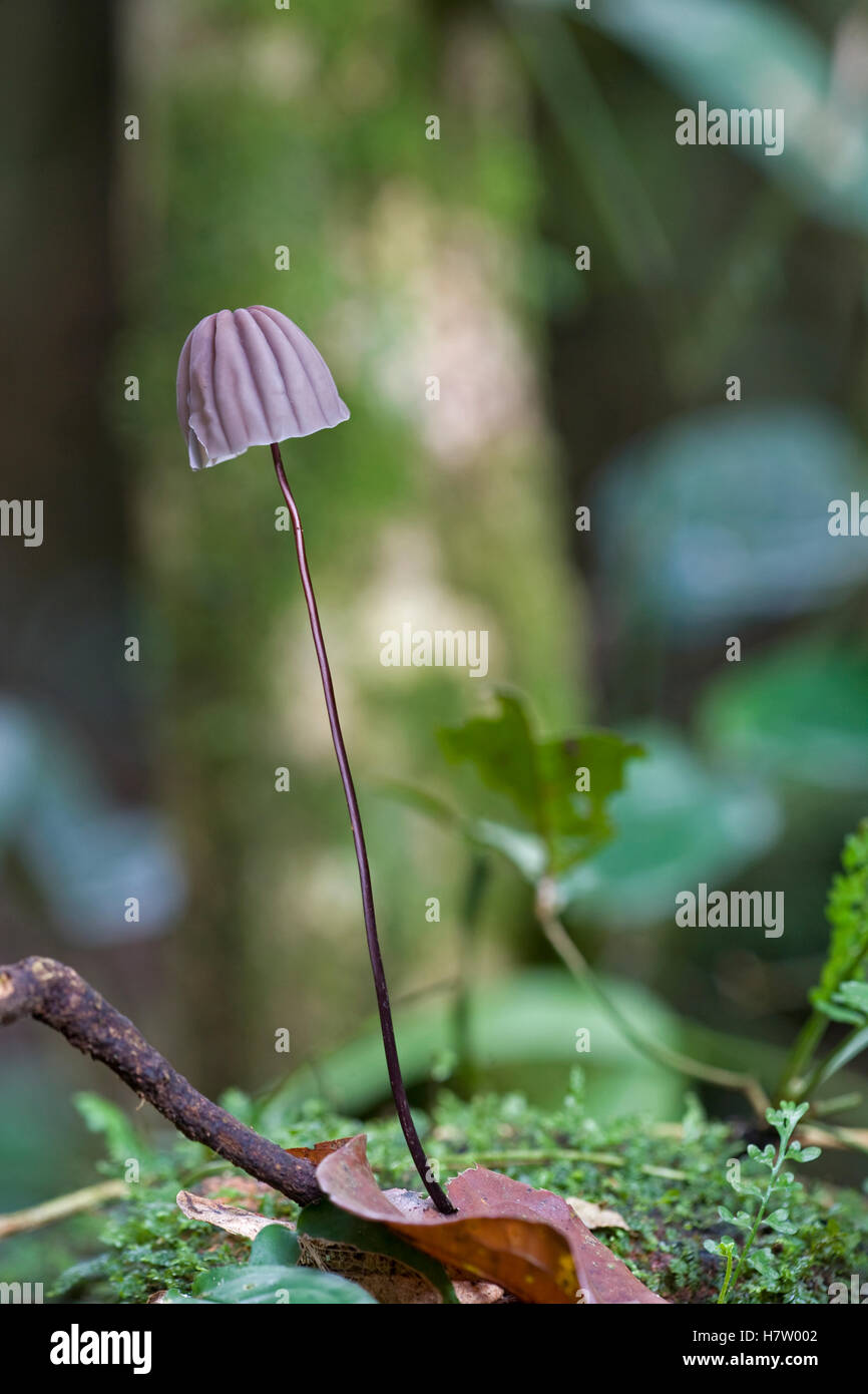 Mushroom growing amid leaf litter, Atewa Range, Ghana Stock Photo - Alamy