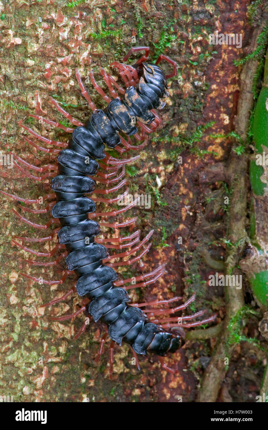 Millipede showing body segments and legs, Atewa Range, Ghana Stock ...