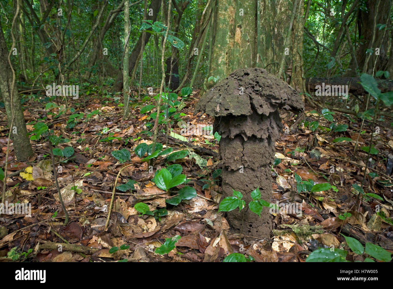 Termite (Cubitermes sp) mound in rainforest interior, Atewa Range ...