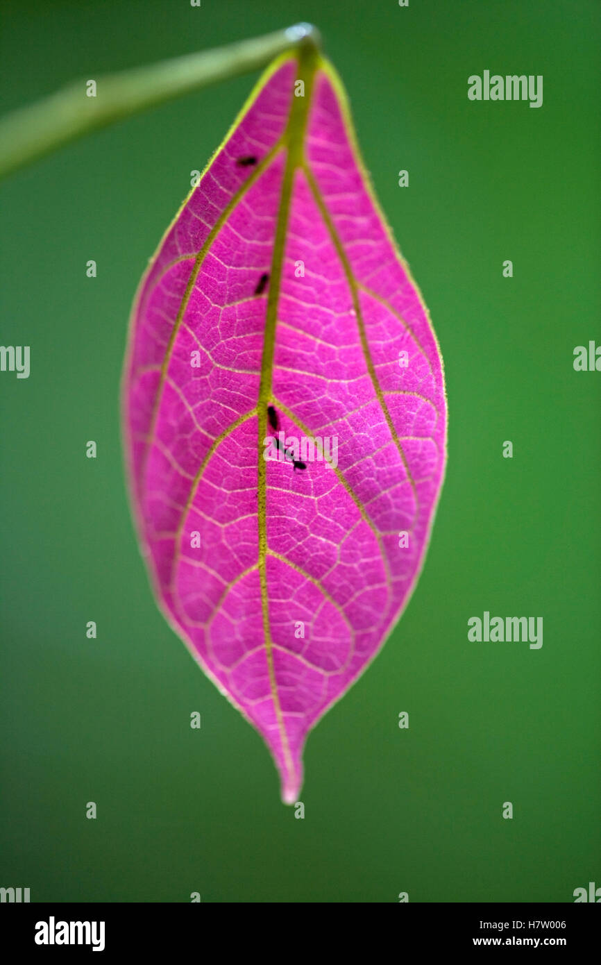 Young leaf still devoid of chlorophyl, Atewa Range, Ghana Stock Photo ...