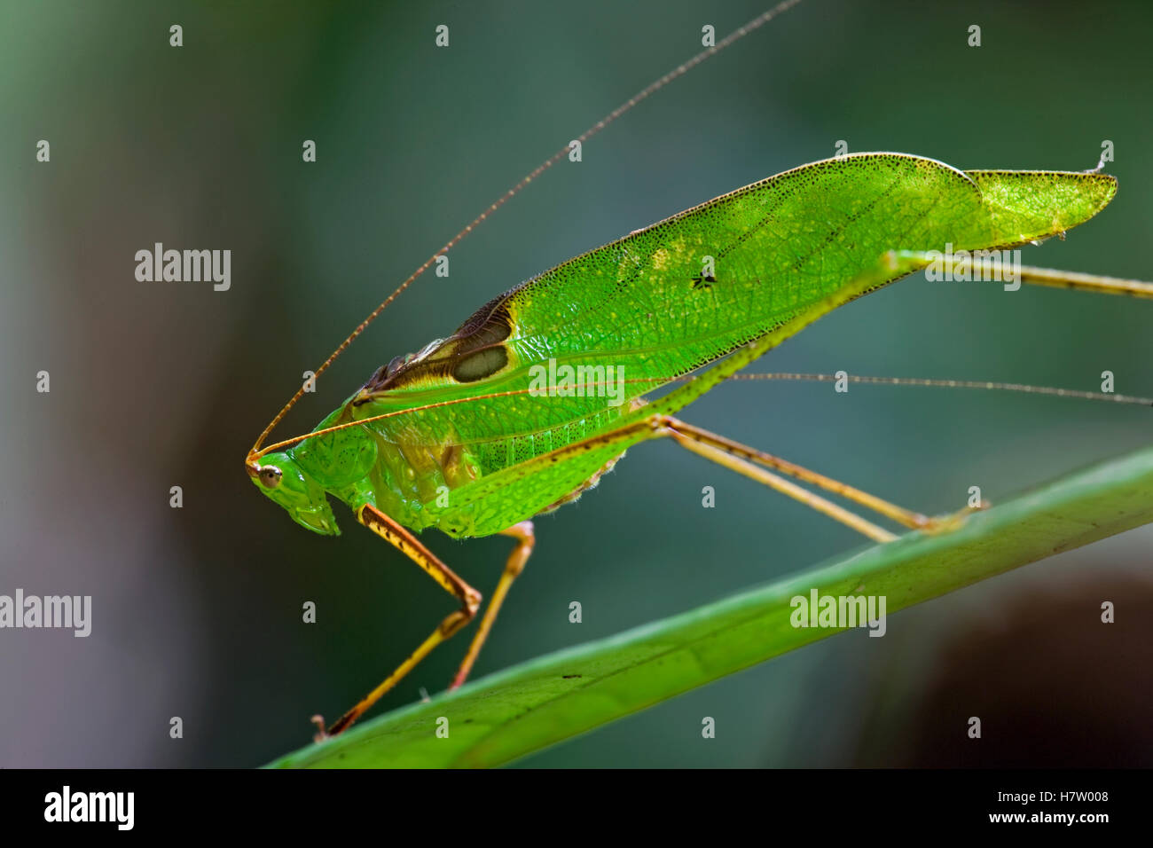 Katydid (Tetraconcha sp), Atewa Range, Ghana Stock Photo - Alamy
