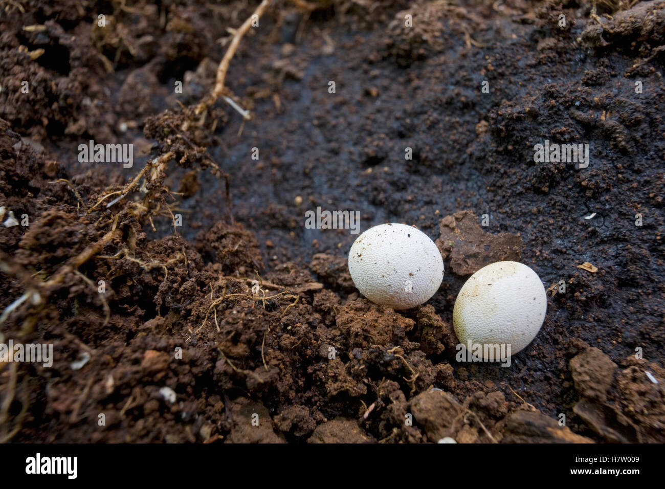 Gecko (Gekkonidae) eggs on soil, Atewa Range, Ghana Stock Photo - Alamy