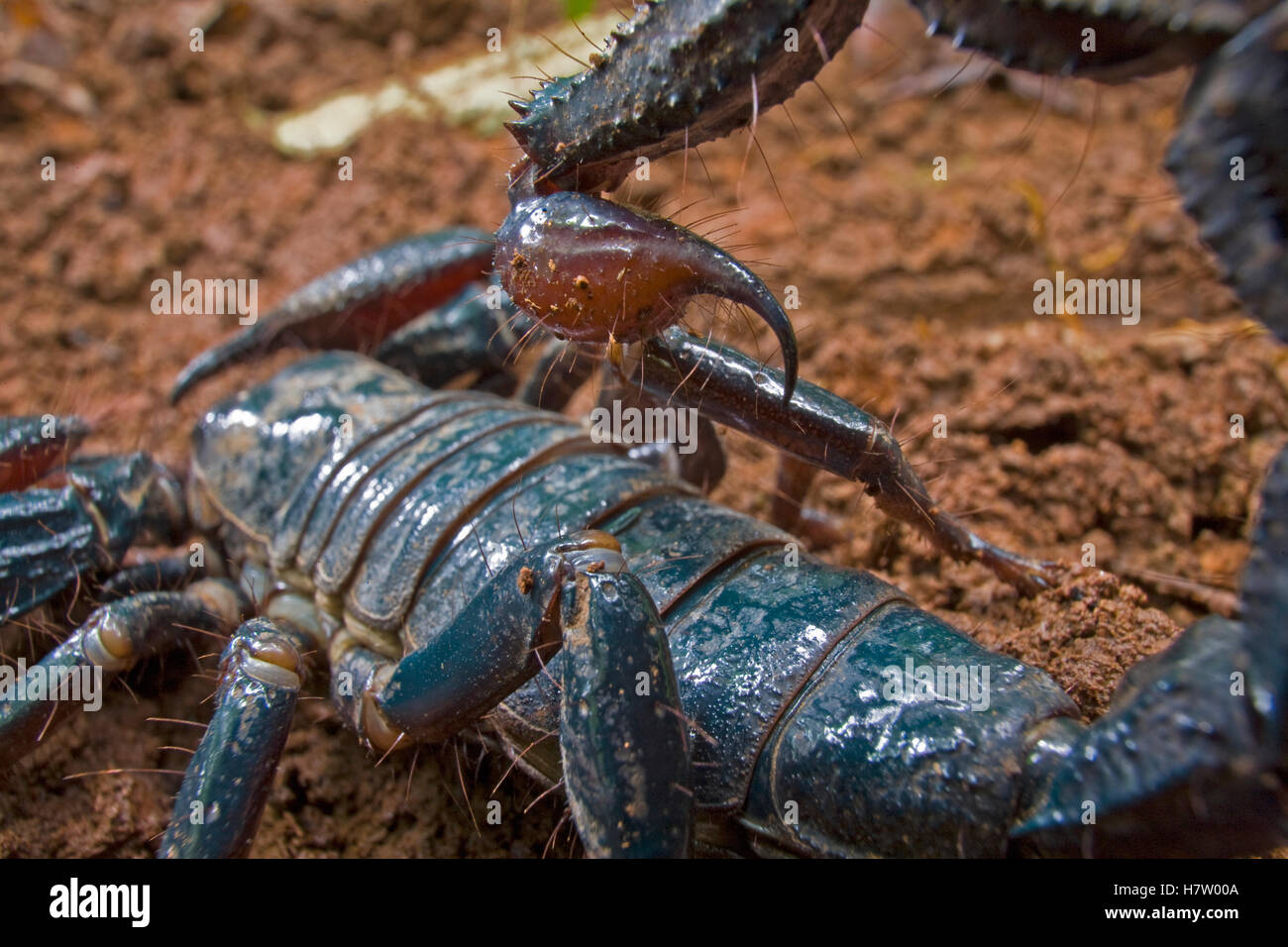 Emperor Scorpion (Pandinus imperator) showing stinger, Atewa Range ...
