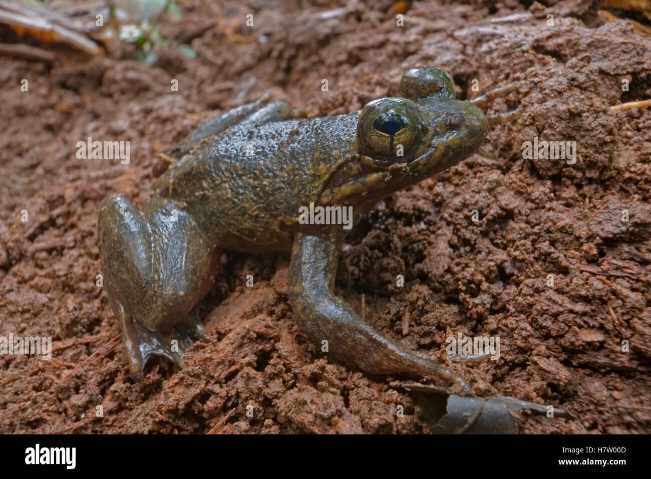 Togo Slippery Frog (Conraua derooi), Atewa Range, Ghana Stock Photo - Alamy