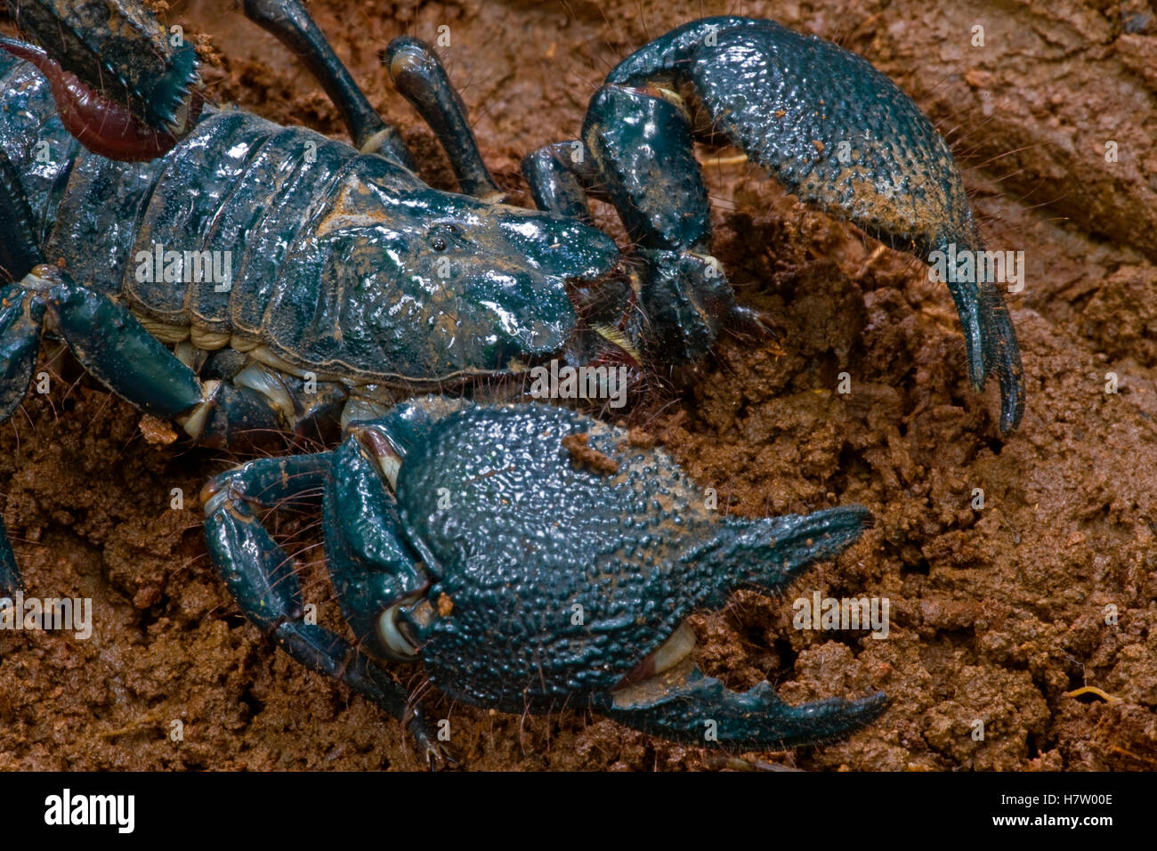 Emperor Scorpion (Pandinus imperator), Atewa Range, Ghana Stock Photo ...