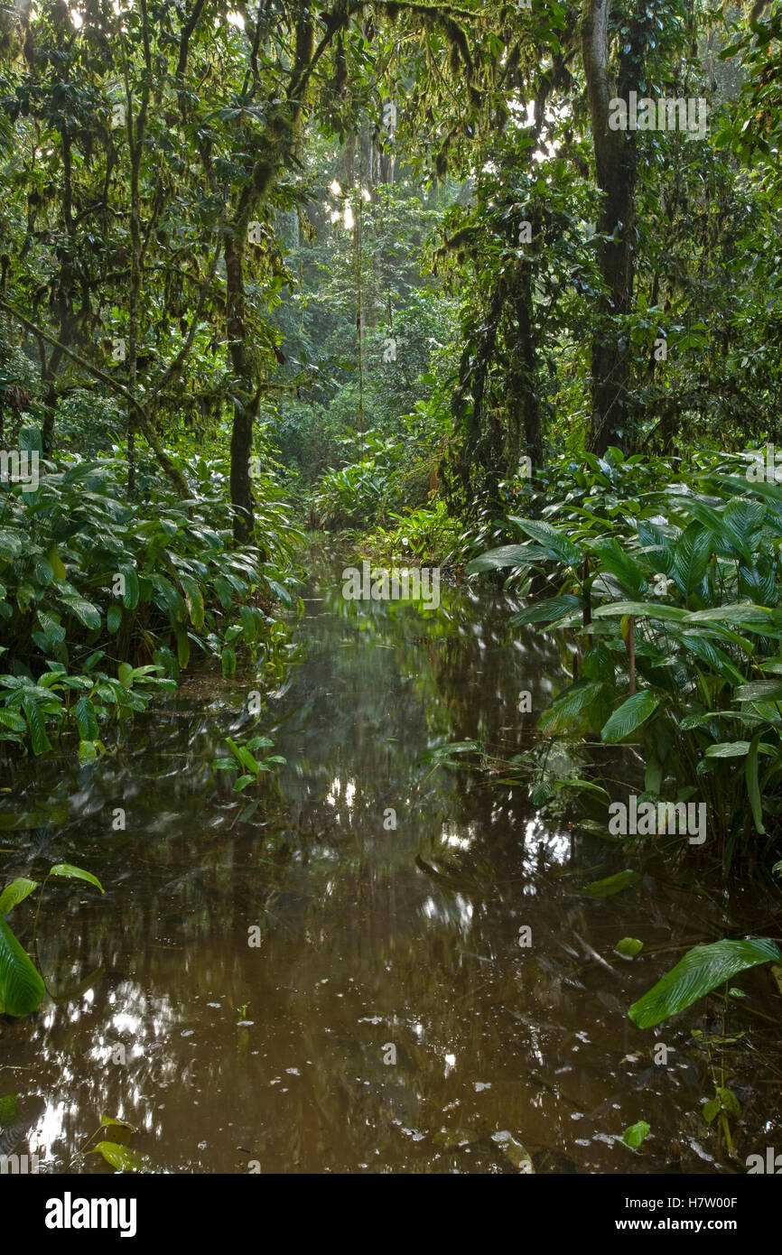 High elevation swamp in forest, Atewa Range, Ghana Stock Photo - Alamy