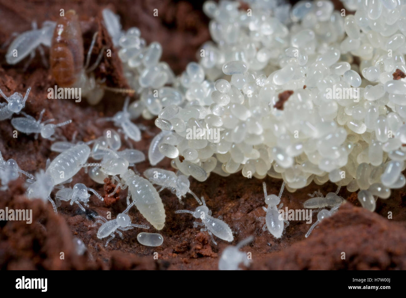 Termite eggs and young nymphs in an underground nest, Atewa Range ...