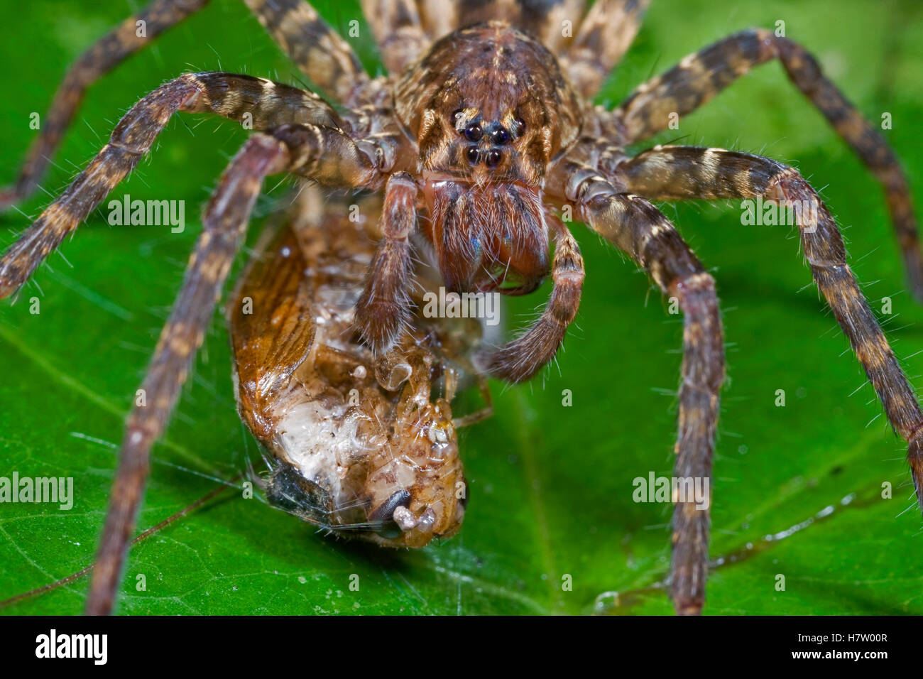 Spider and prey, Atewa Range, Ghana Stock Photo - Alamy