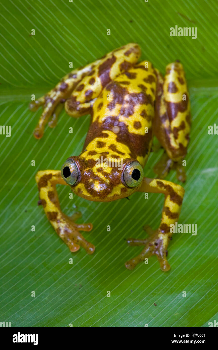 Pygmy Leaf-folding Frog (Afrixalus vibekensis), Atewa Range, Ghana ...
